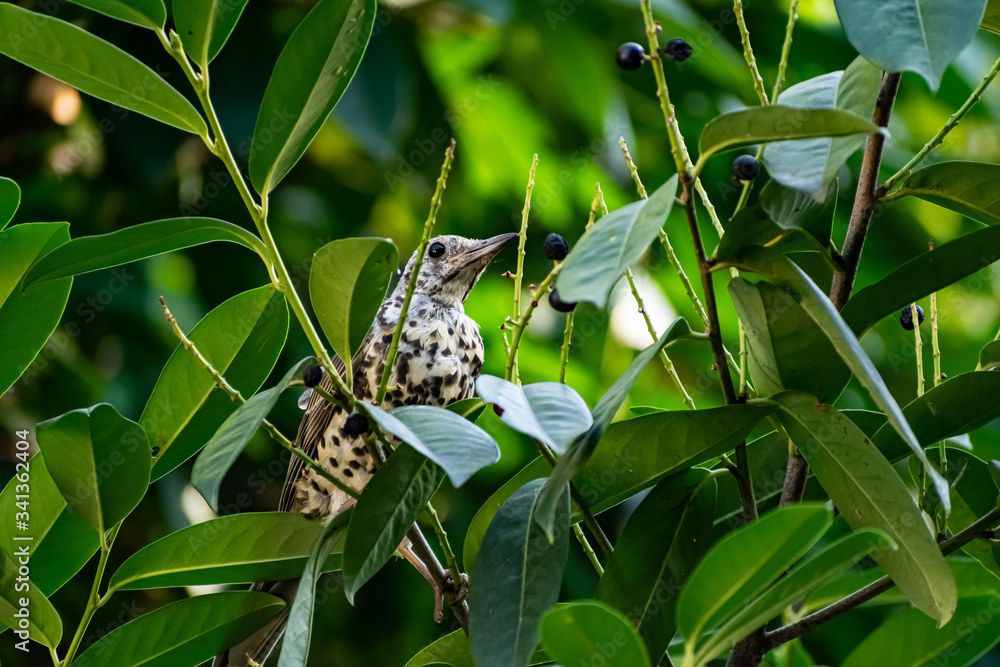 A songbird sits on the branches of a fruit tree with black fruit and ...