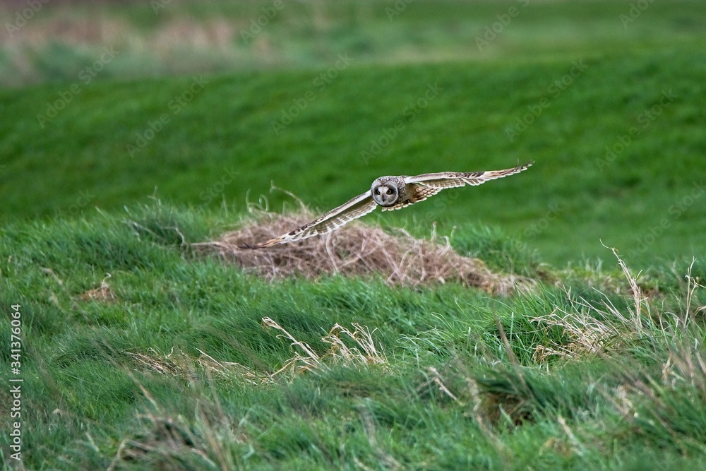 Short-eared owl hunting in a field Stock Photo | Adobe Stock