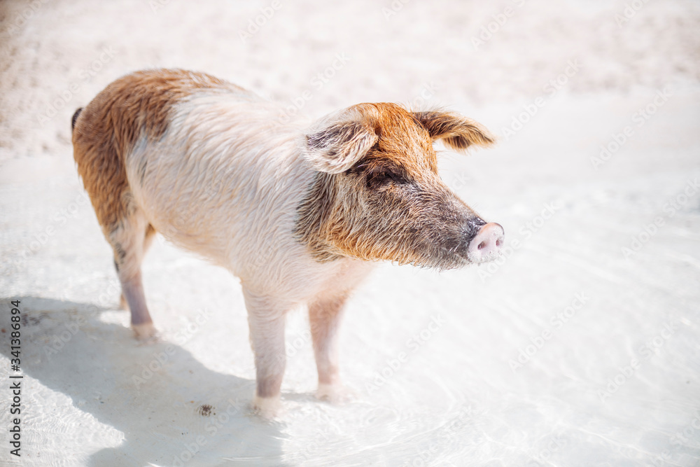 Pig swimming in sea on Pig Beach, Exuma, Bahamas, Caribbean Stock Photo ...