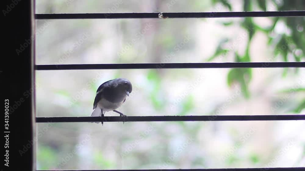 Oriental black and white magpie-robin sitting on the window Stock Video ...