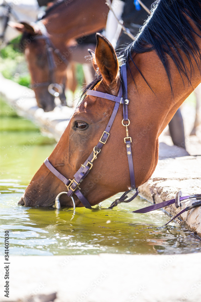 Portrait d'un cheval brun buvant le nez dans l'eau d'un abreuvoir en ...