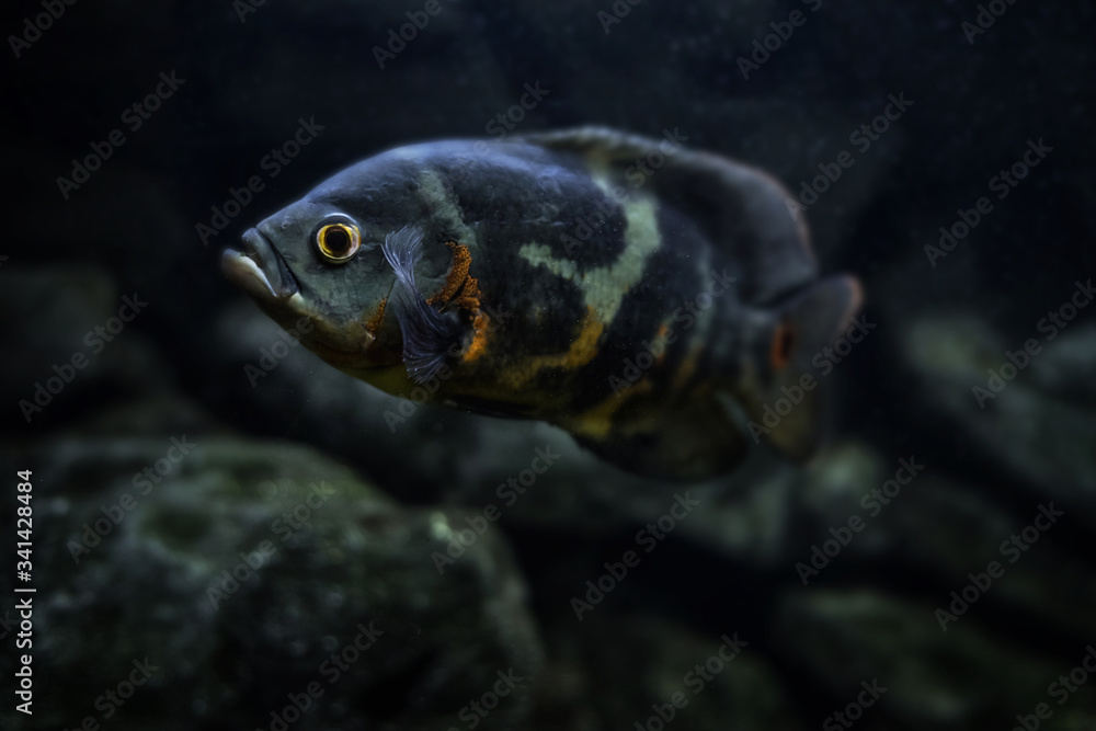 Aquarium fish. Cichlid astronotus, or Oscar. Freshwater fish ...
