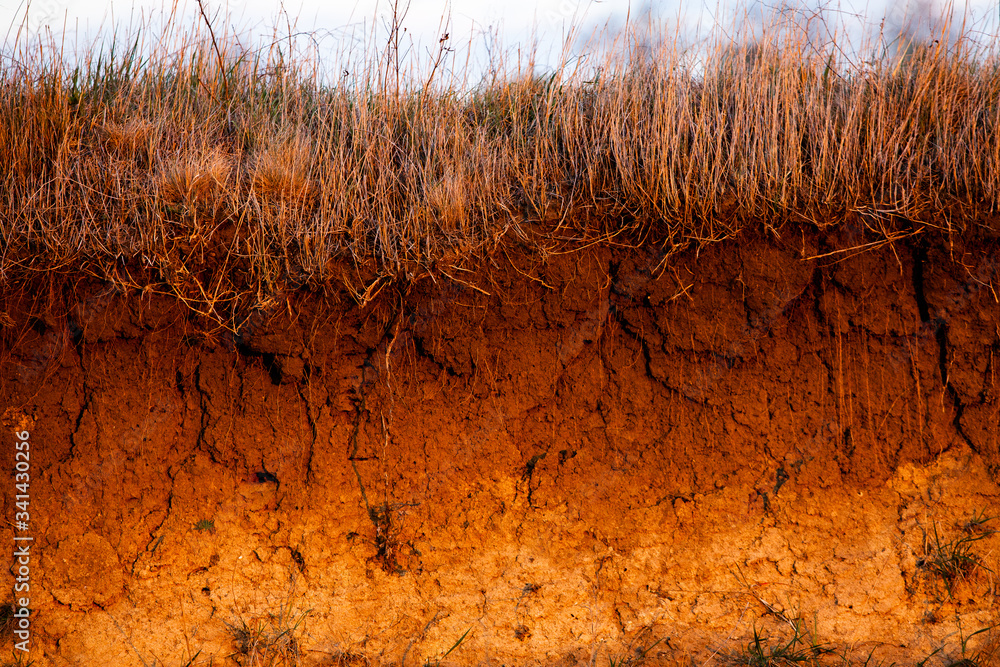 Cross-section in the soil. Texture of brown agricultural soil. Texture ...