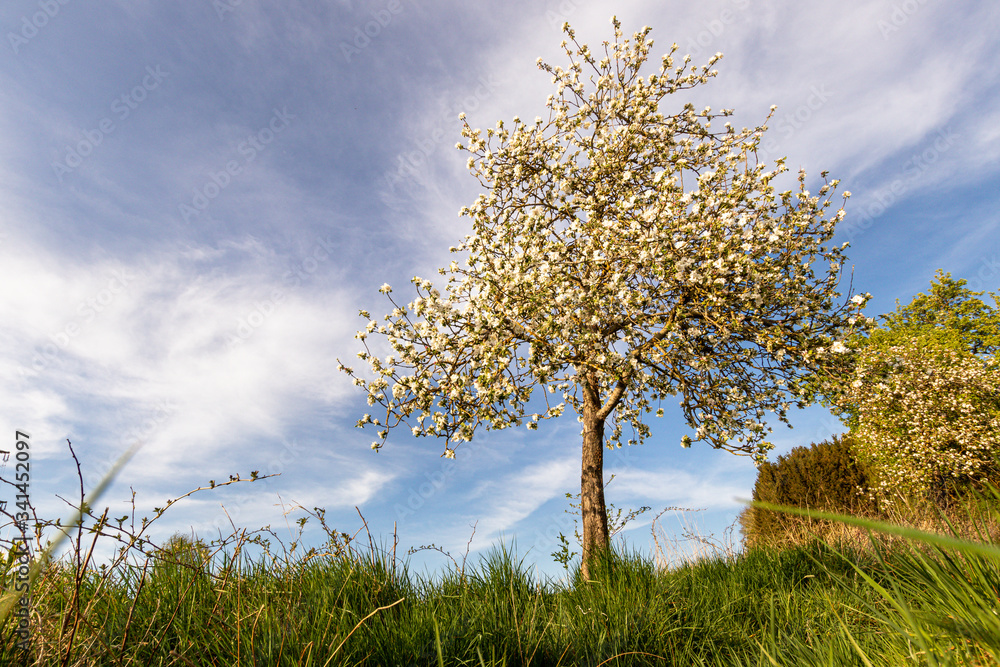 blühender Apfelbaum am Strassenrand Stock Photo | Adobe Stock