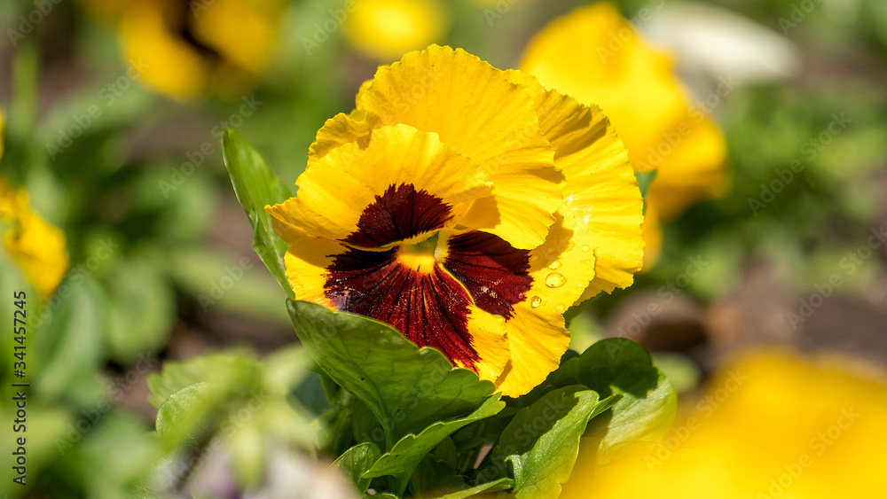 kwiaty bratki w ogrodzie Stock Photo | Adobe Stock