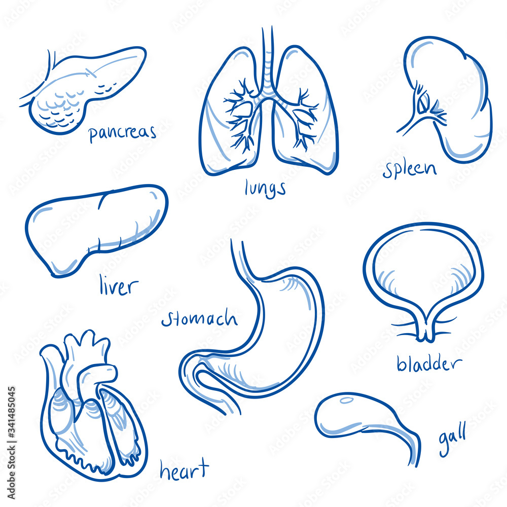 Set of different human inner organs, some are in cross section view ...