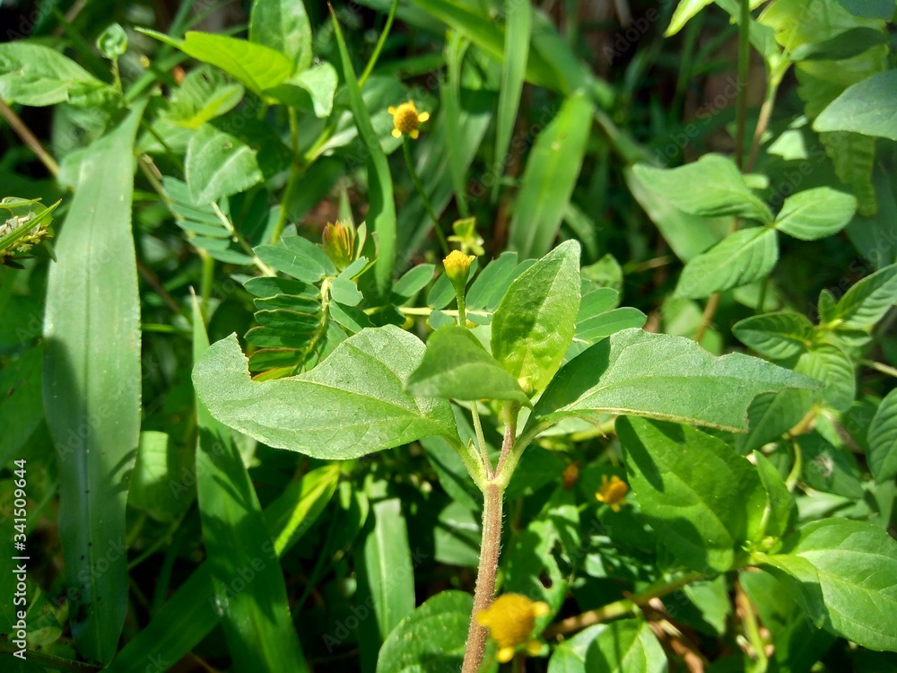 Acmella oleracea (toothache plant, paracress, Sichuan buttons, buzz ...