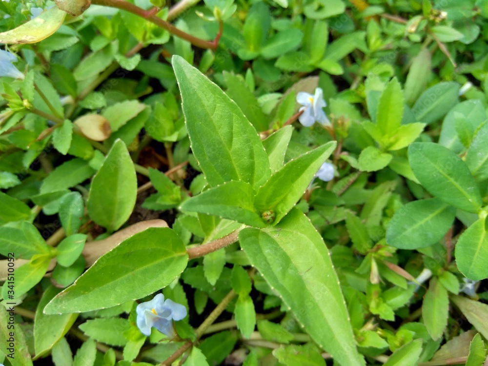 Acmella oleracea (toothache plant, paracress, Sichuan buttons, buzz ...
