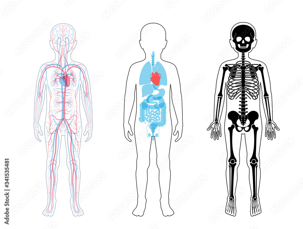 Internal structure of human child body Stock Vector | Adobe Stock