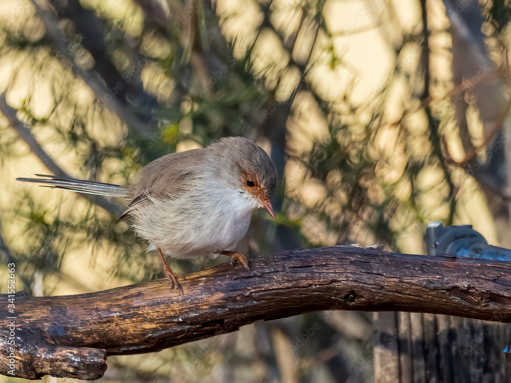 The adult female Superb Fairywren (Malurus cyaneus) has has basic grey ...