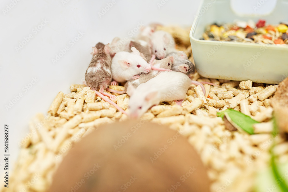 Mice in a cage in the lab Stock Photo | Adobe Stock