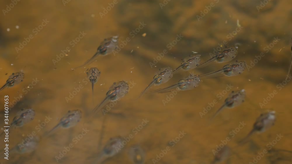 Video „a Clutch of tadpoles of the Ornate Narrow-mouthed Frog swim in ...