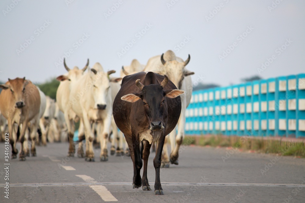 Cow Leading Other Cows and Bulls in A Bridge Towards Home, Beauty of ...