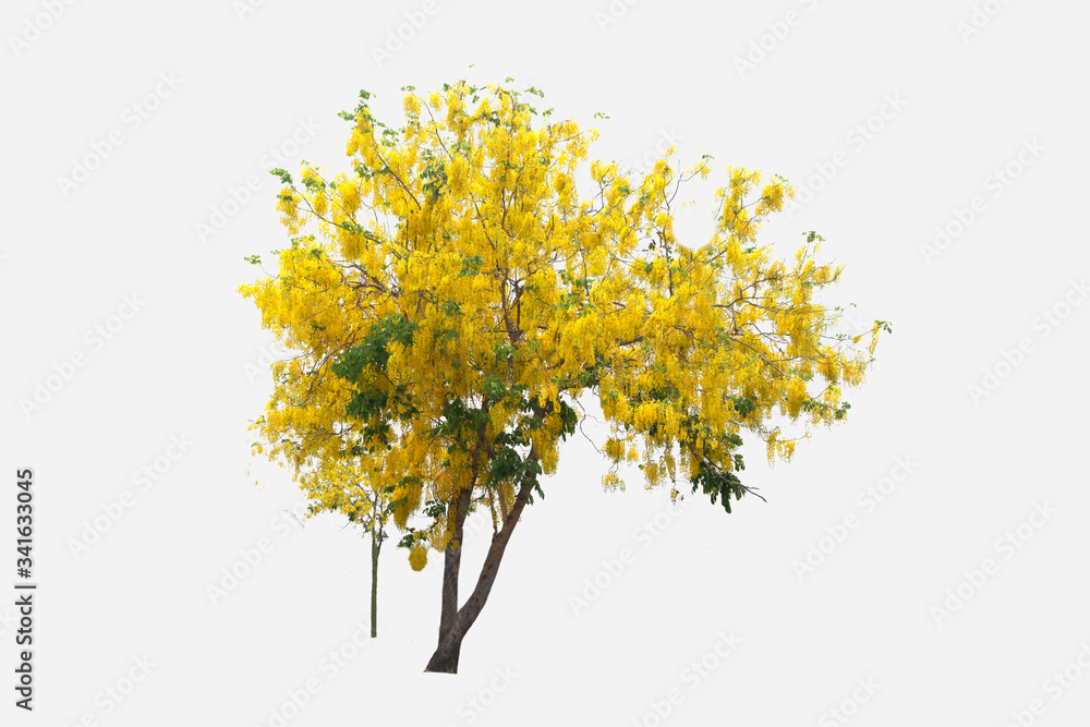 Tabebuia or Golden tree or Tallow Pui tree on isolated, an evergreen ...