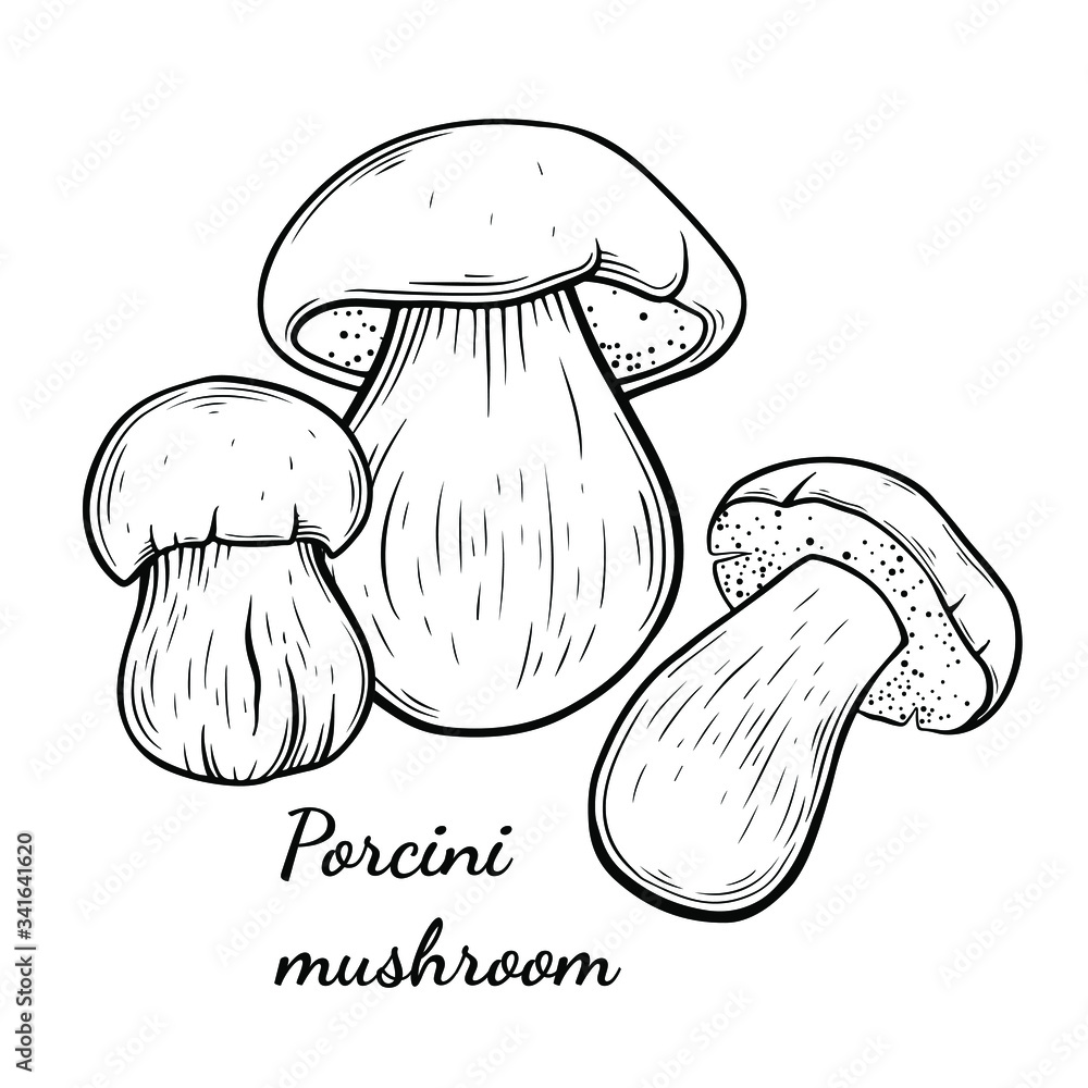 Porcini mushroom hand drawn vector illustration. Sketch style drawing ...