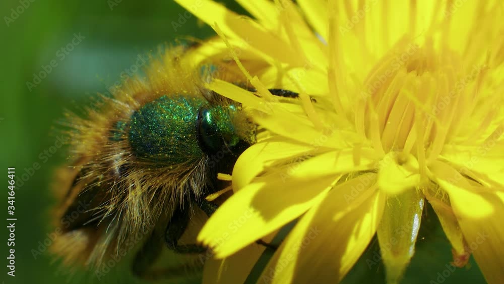 Extreme close up profile view of green metallic beetle eating flower of ...