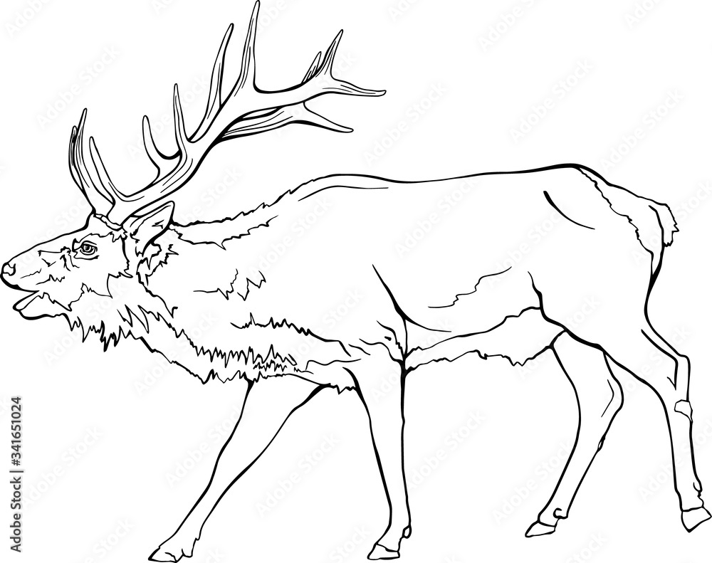 Black and White Line Drawing of a Bugling Bull Elk With Transparent ...