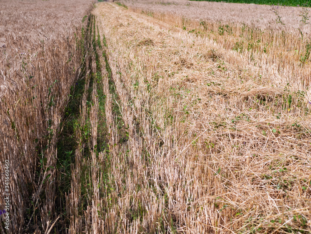 Wheat harvesting in the summer. Strip of sheared wheat after harvester ...