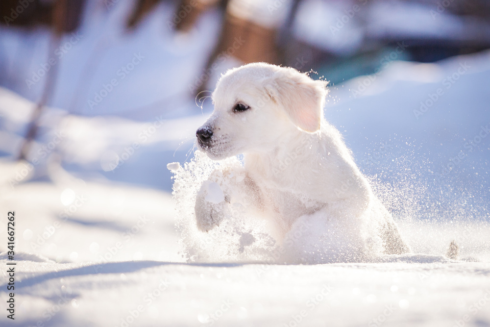 Golden Retriever Puppy Snow