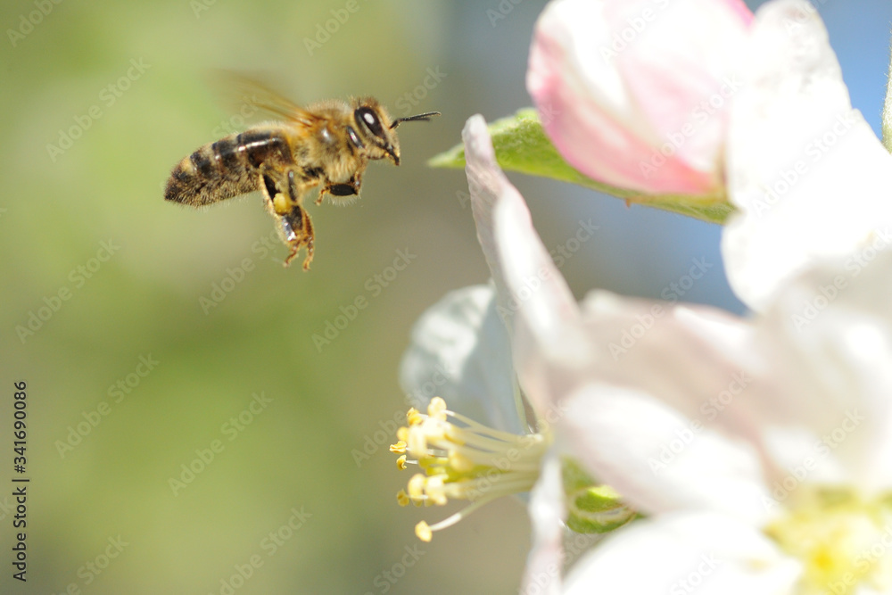 Bee in the proccess of collecting pollen in flight during the approach to a white blossoms of an ...