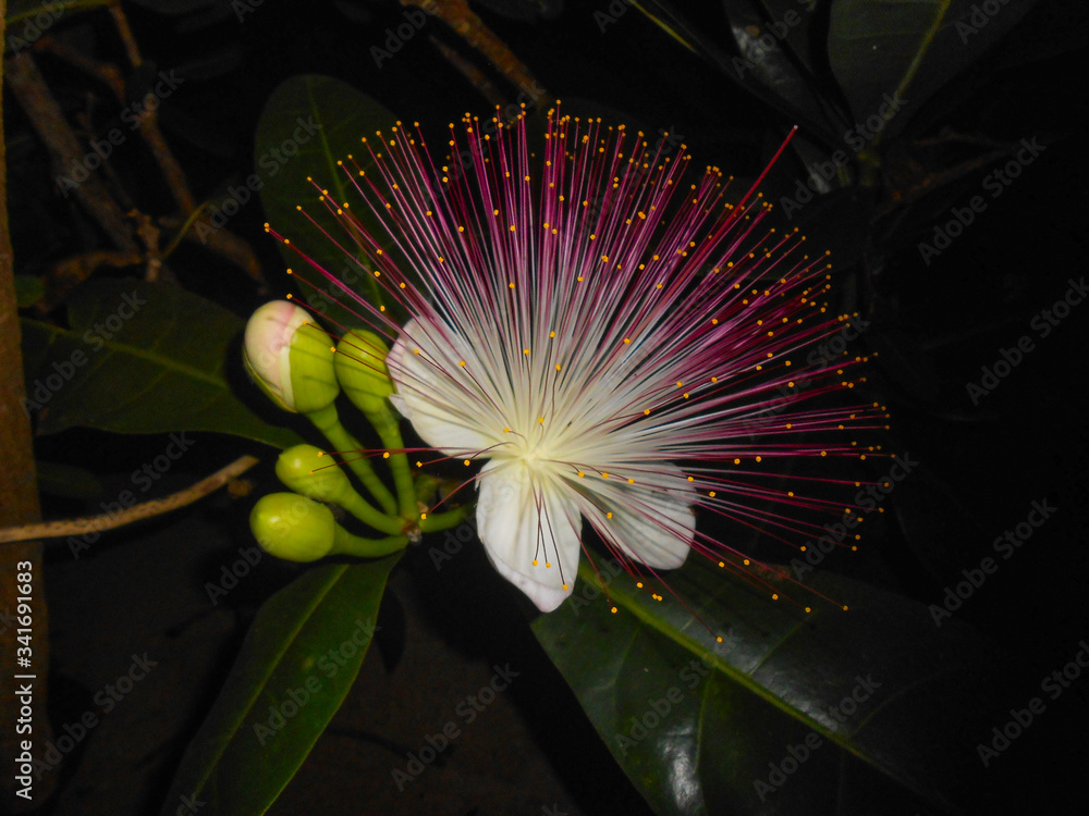 Flower of Barringtonia asiatica or Fish Poison Tree, Putat or Sea ...