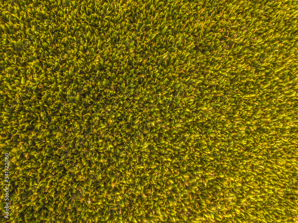 Afternoon top view of Nipa Palms (Nypa fruticans) in a mangrove forest ...