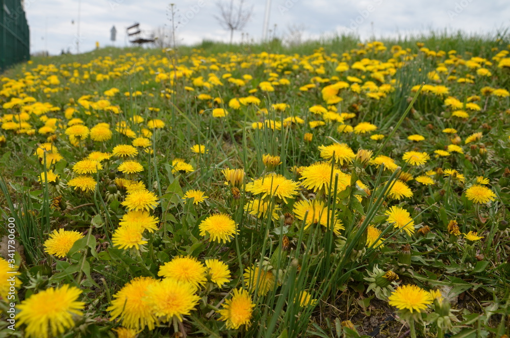 kwiat, charakter, pola, zółty, dmuchawce, jary, kwiat, hayfield, lato ...
