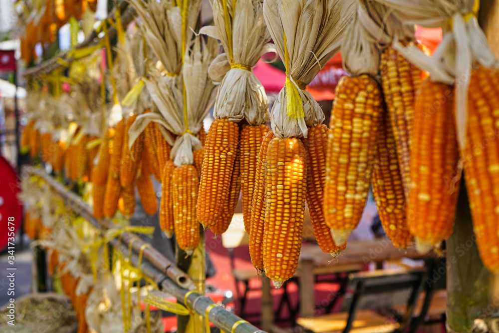 Hanging corn for drying, dry food background. Shot of a row of dried ...