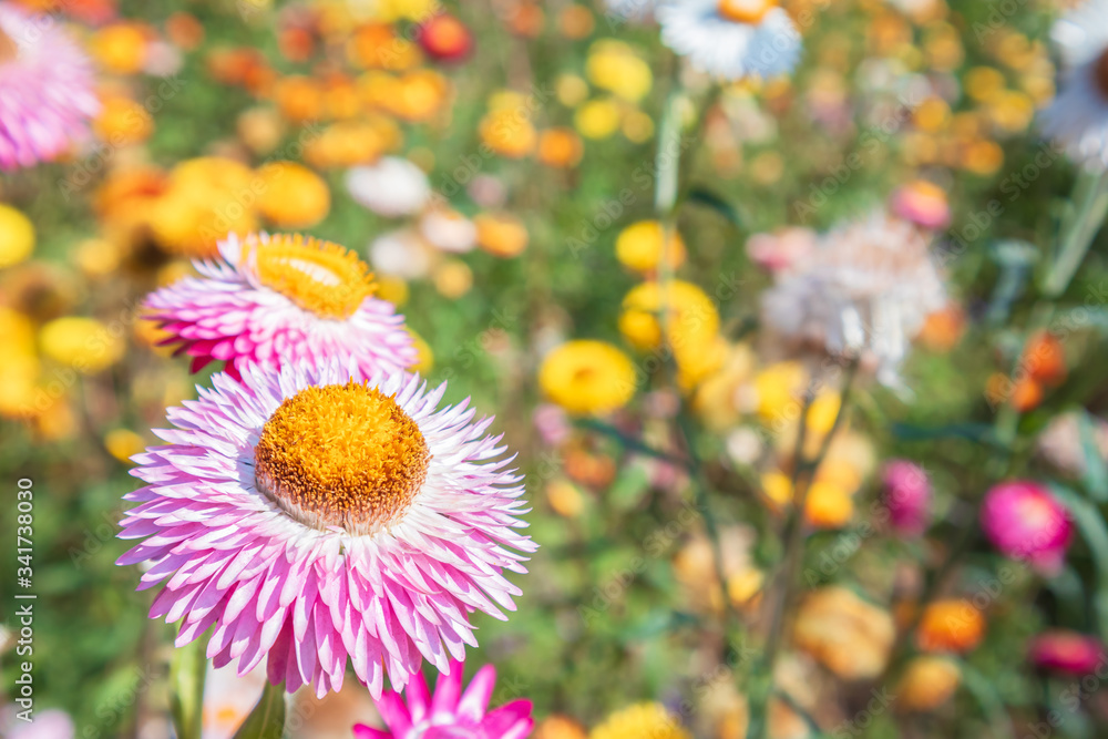 Bloomimg straw flower, helichrysam or everlasting in the garden with ...