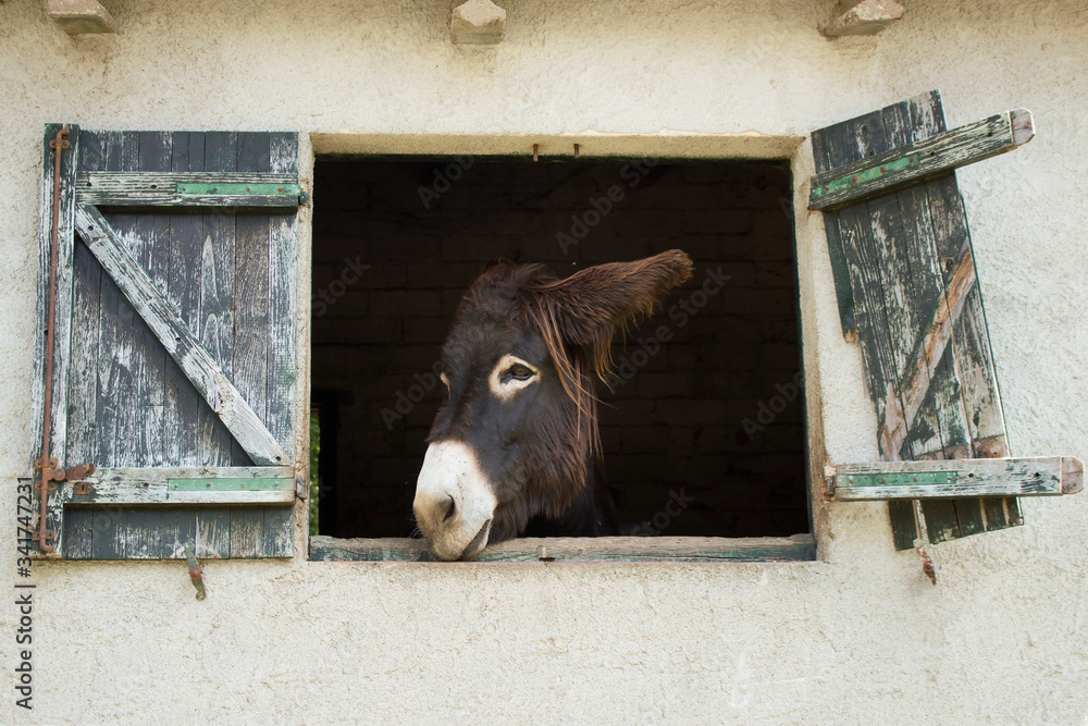 donkey head peeking out of a barn window Stock Photo | Adobe Stock