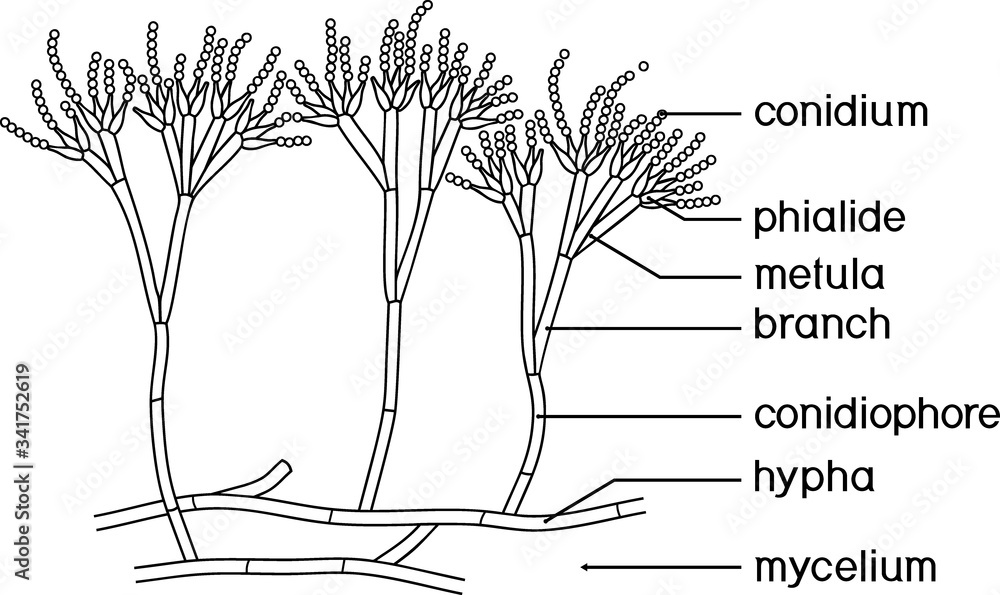 Coloring page with structure of Penicillium. Mycelium with conidiophore ...