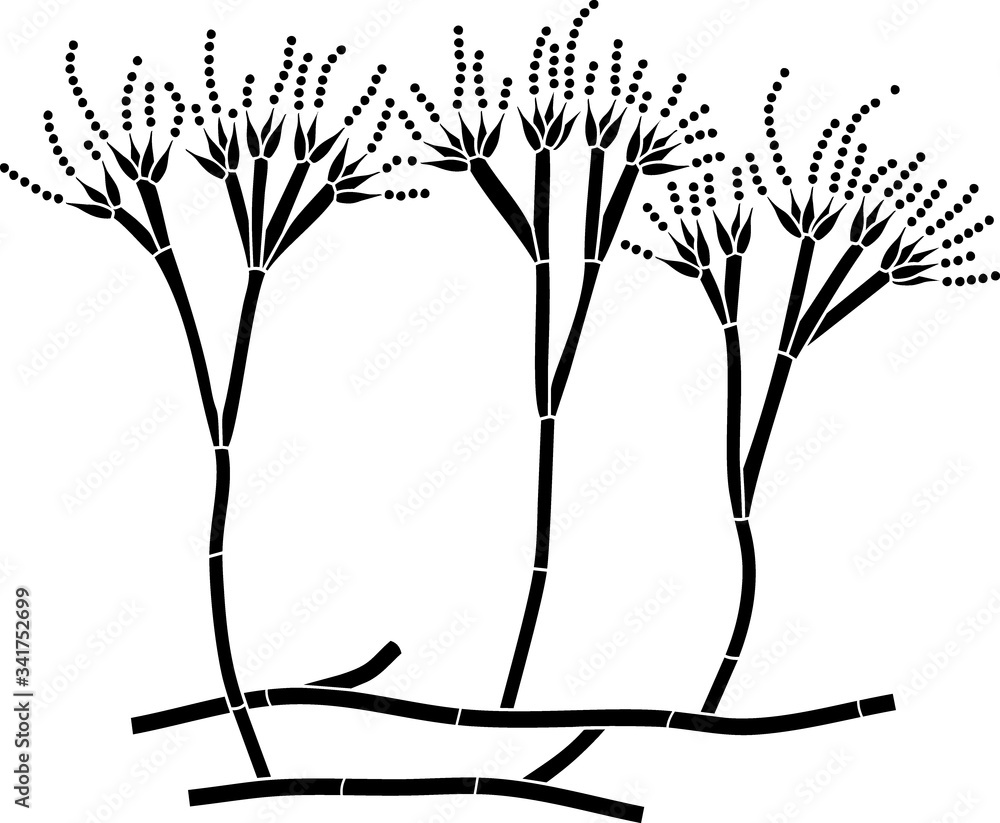 Structure of Penicillium. Mycelium with conidiophore and conidium ...