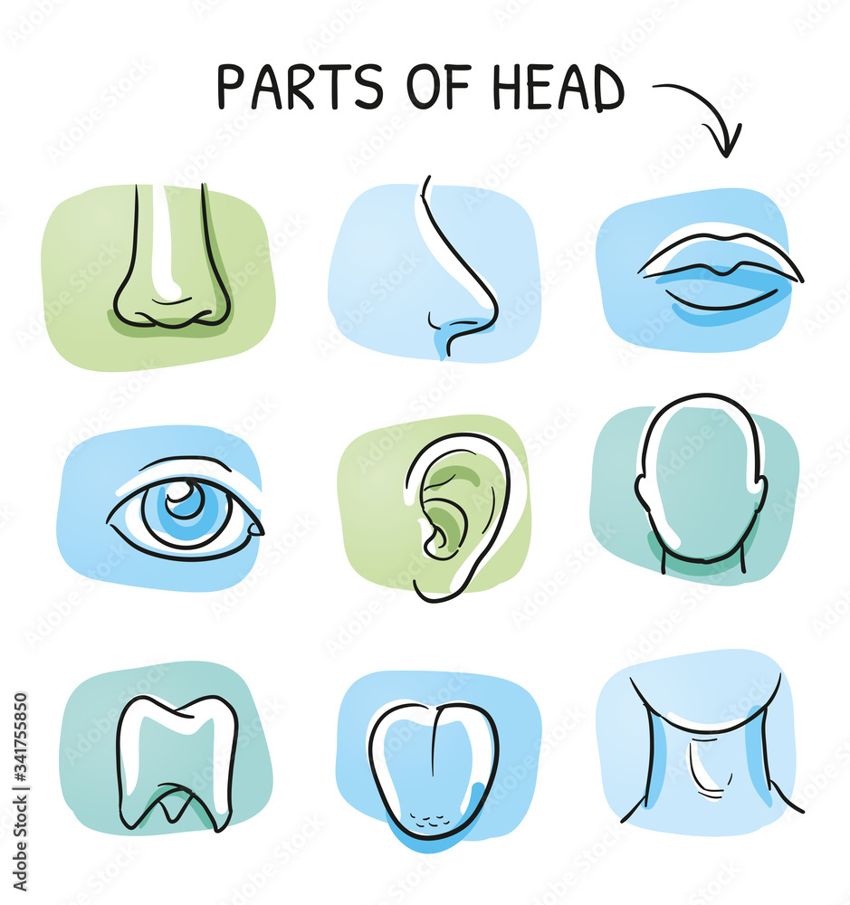 Set of different human parts of the head, for medical info graphics on ...