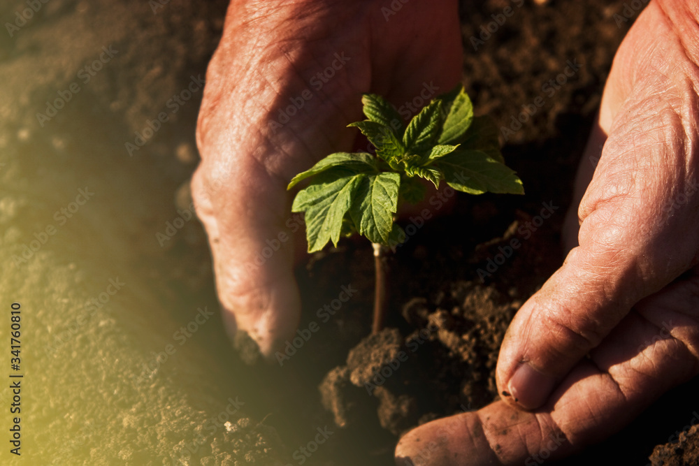 Old grandmother plants a young tree seedling. Old hands look after a ...