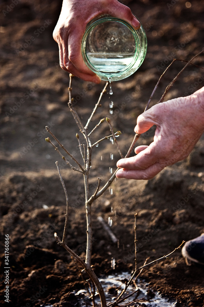 Old grandmother plants a tree close-up. Old hands watered a young ...