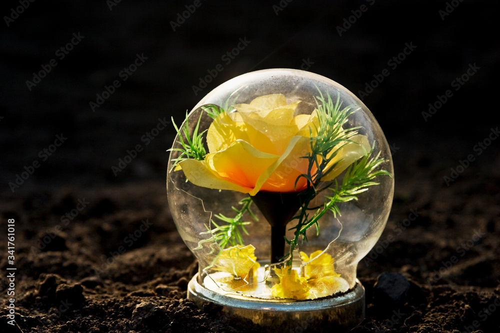 Delicate flower in a glass aura close-up. Human intervention in nature ...