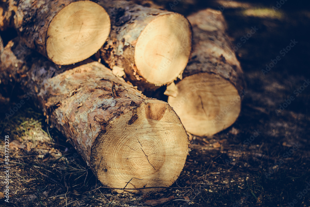 Felling a tree. Wooden logs from a pine forest, stacked in a forest ...