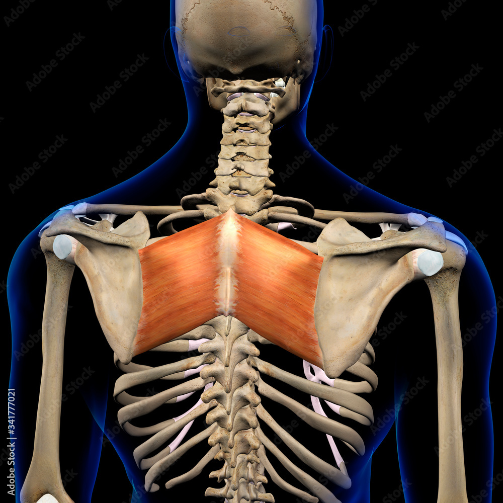 Rhomboid Major Muscles in Isolation Rear View of Upper Back Human ...