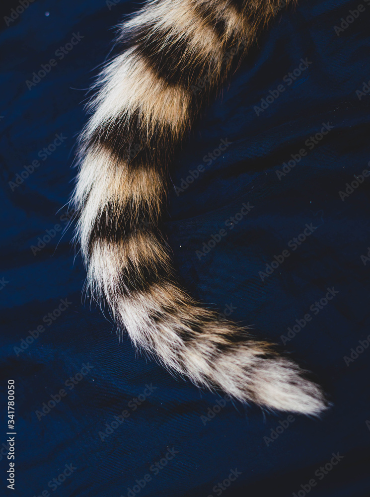 A close-up photo of a tiger cub tail on a blue background Stock Photo ...