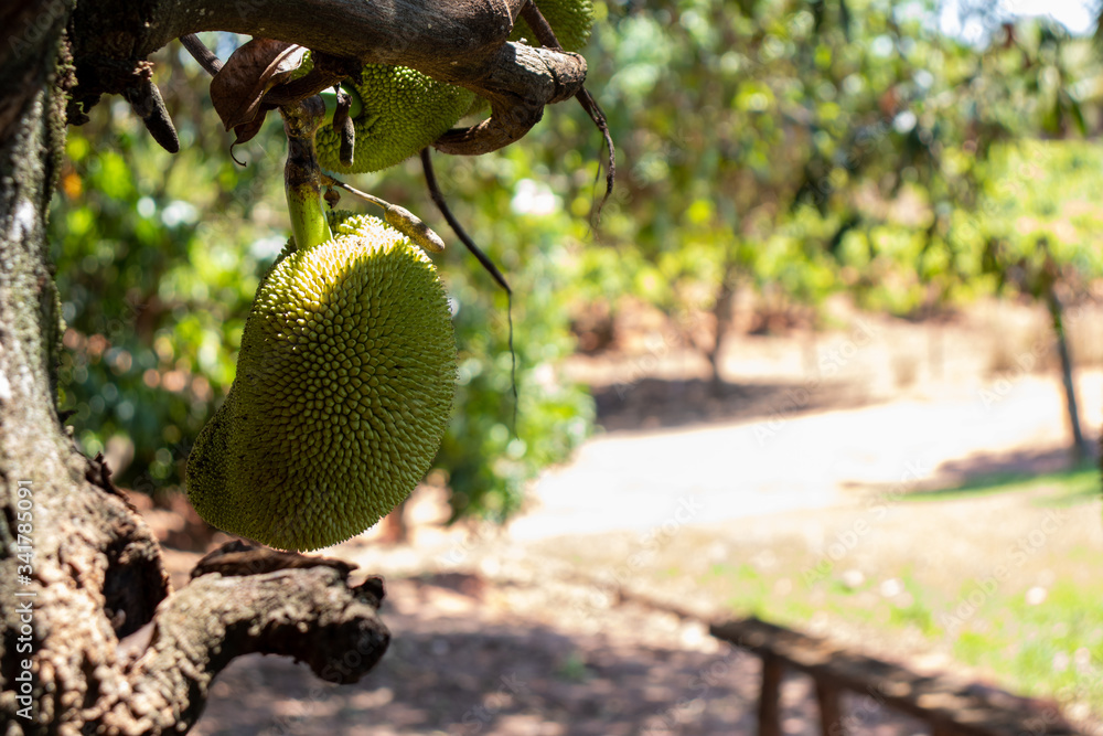 Arvore com a fruta jaca Artocarpus heterophyllus em região interior de ...