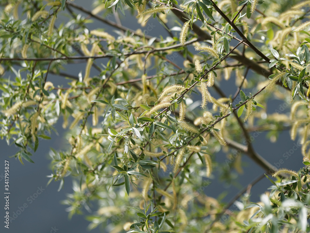 Salix alba - Saule blanc ou saule commun aux rameaux couvert de ...