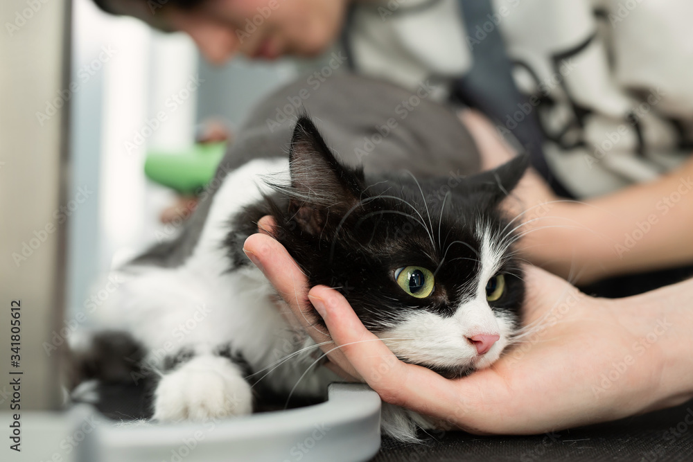 Cat grooming in pet beauty salon. Grooming master cuts and shaves a cat ...