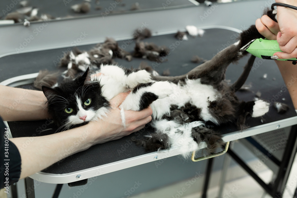 Cat grooming in pet beauty salon. Grooming master cuts and shaves a cat ...