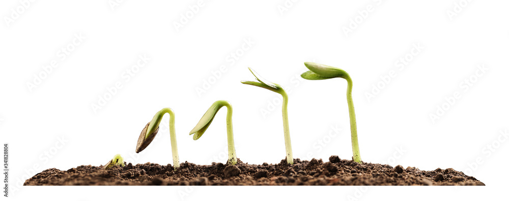 Stages of growing seedling in soil on white background. Banner design ...