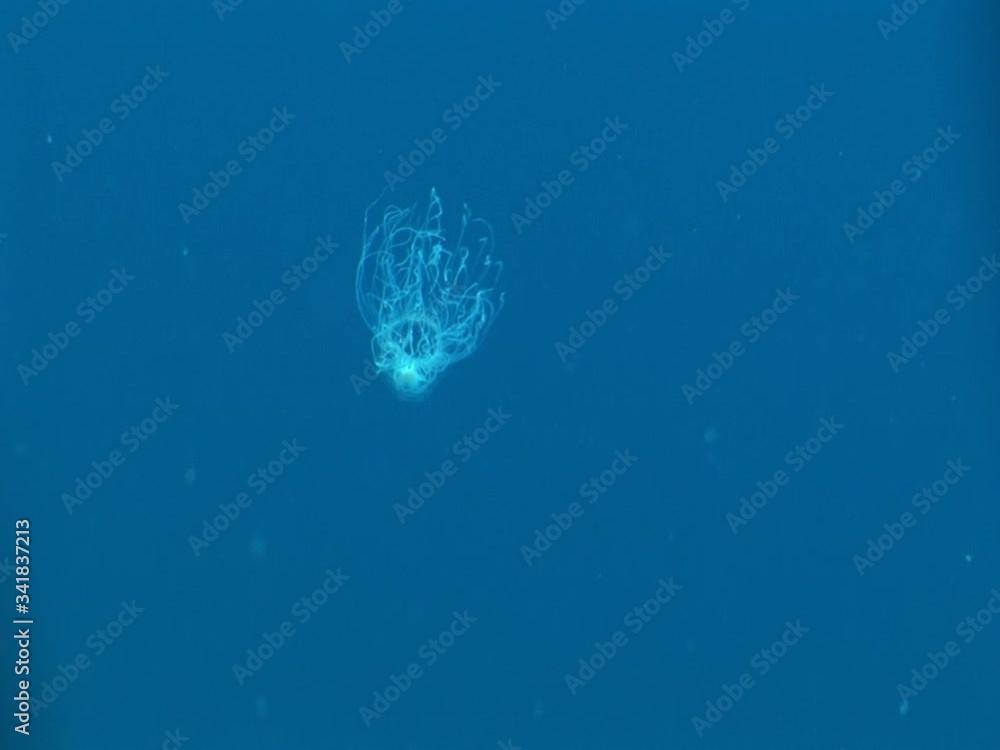 Turritopsis nutricula Turritopsis dohrnii Oceania O. armata immortal ...