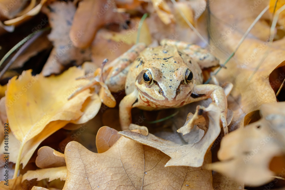 forest frog merging with the color of autumn foliage, biological ...