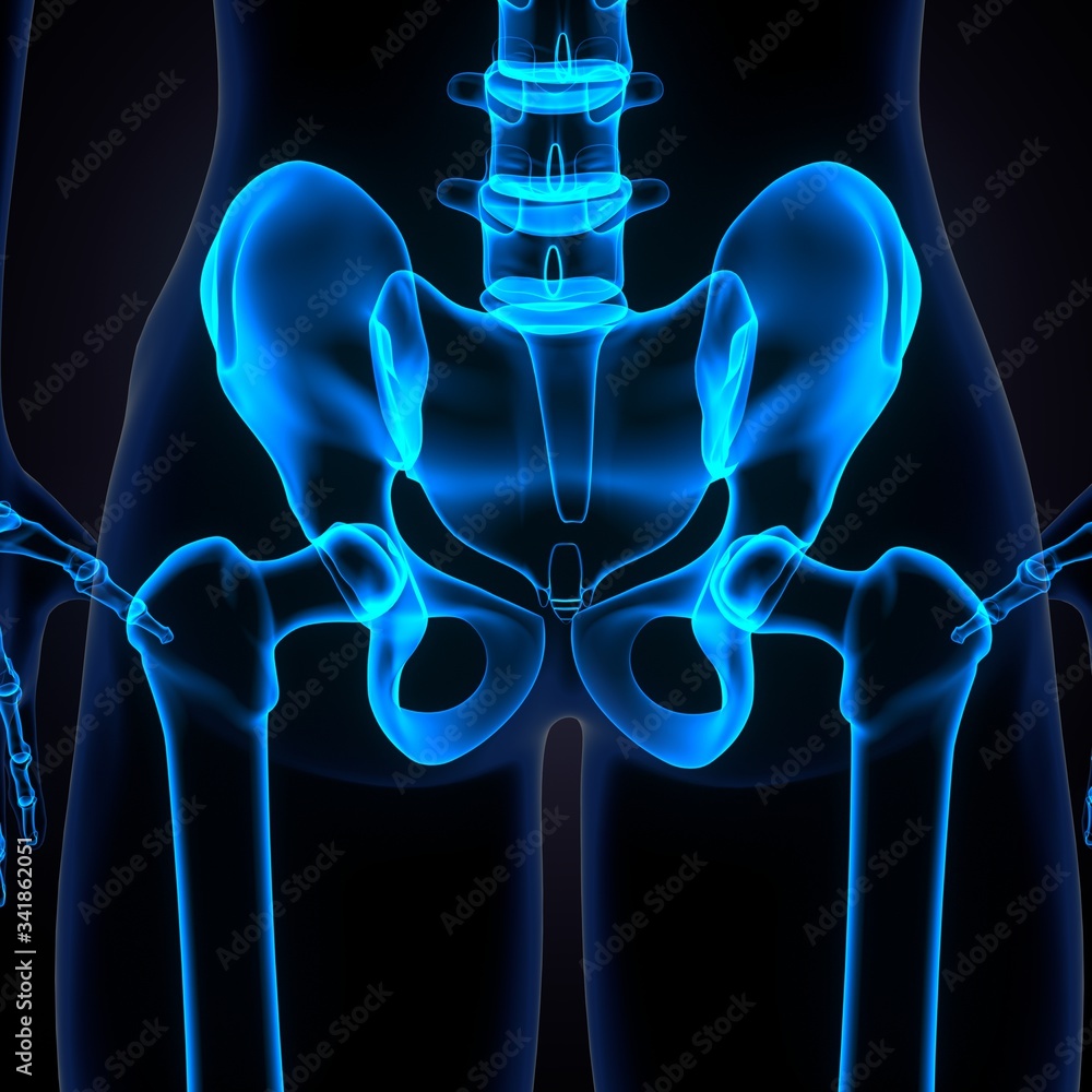 3d render of human skeleton hip anatomy Stock Illustration | Adobe Stock