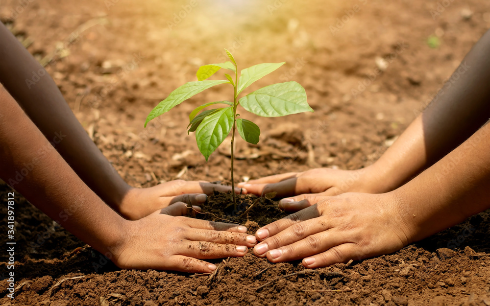 The hands of a little boy are helping adults grow small trees in the ...