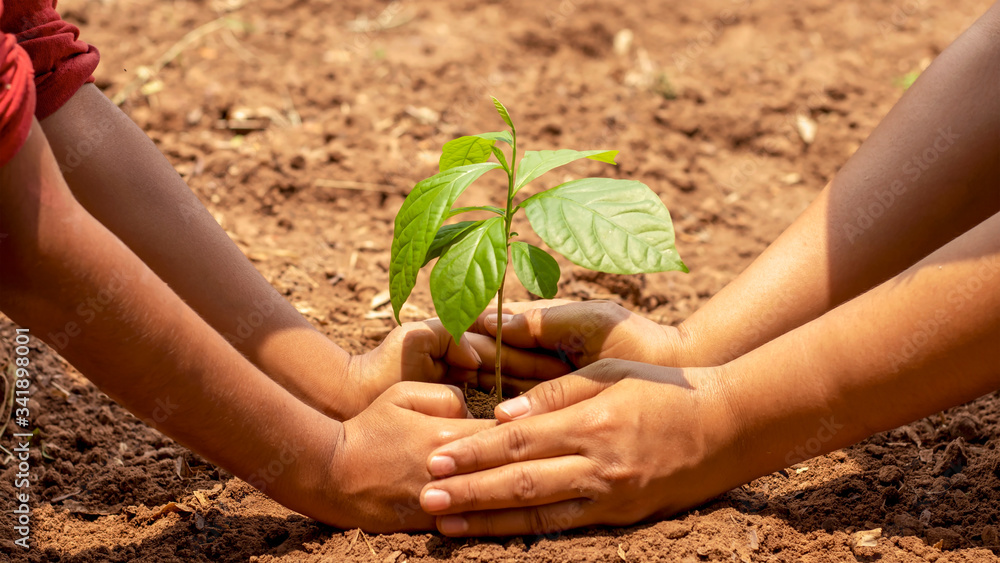 The hands of a little boy are helping adults grow small trees in the ...