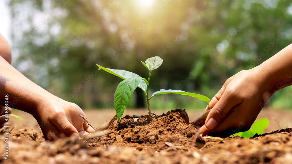The hands of a little boy are helping adults grow small trees in the ...